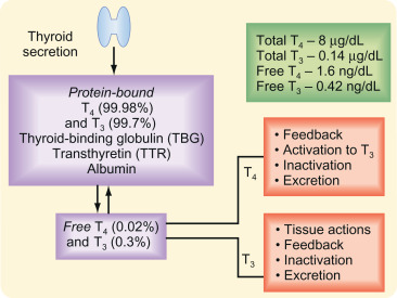 TBG; THYROXINE BINDING GLOBULIN – Krown Laboratory and Referral Center
