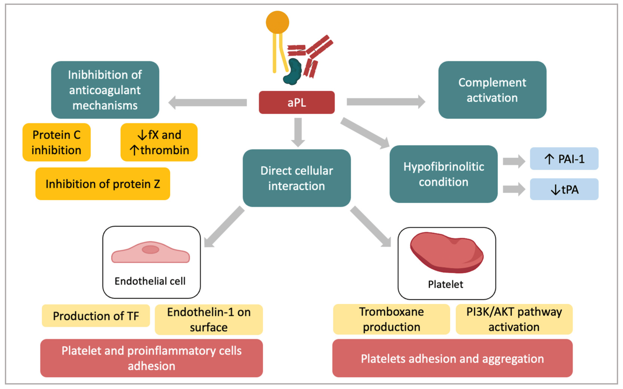 LUPUS ANTICOAGULANT BY DRVVT – Krown Laboratory and Referral Center