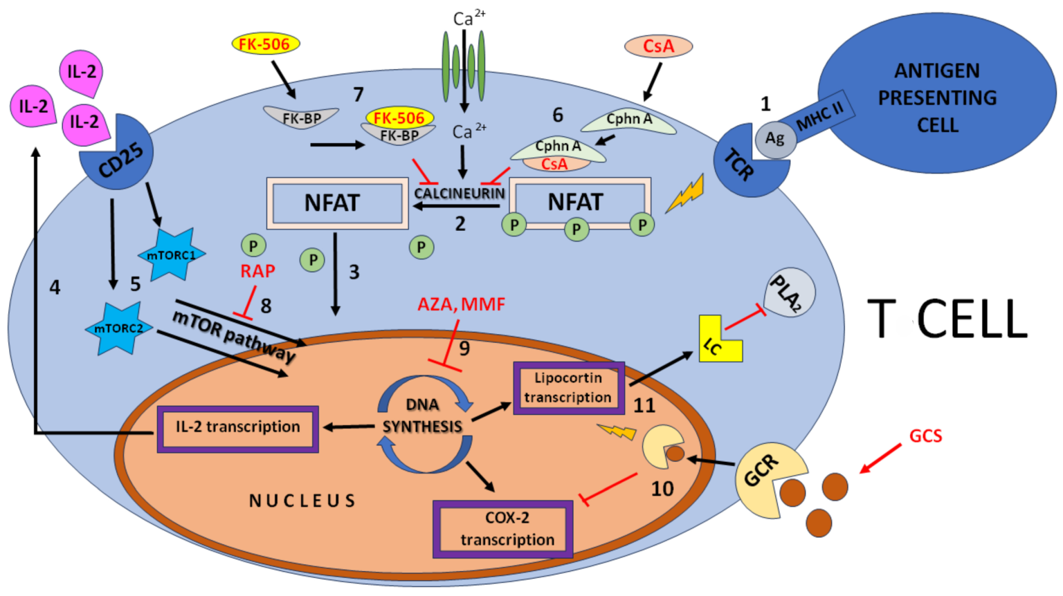 SIROLIMUS (RAPAMYCIN) – Krown Laboratory and Referral Center
